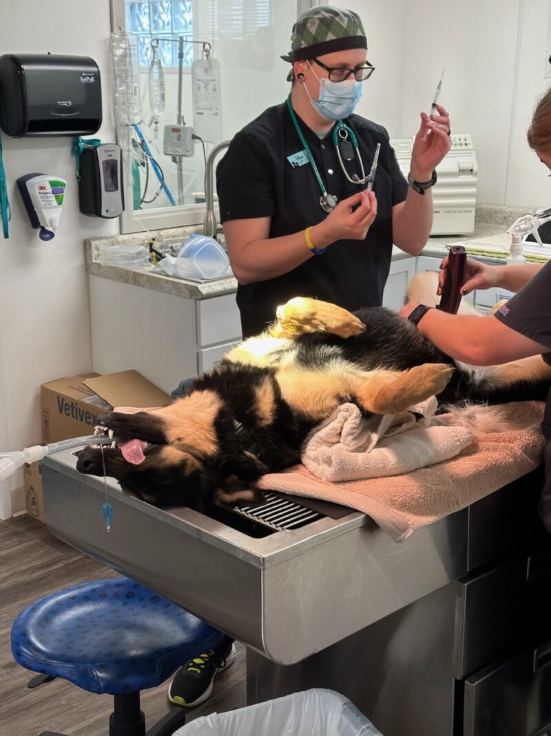 New Clients | Indy Paws Veterinary Hospital